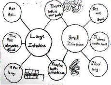 Thinking Maps, Inc. | Thinking Maps Student Examples